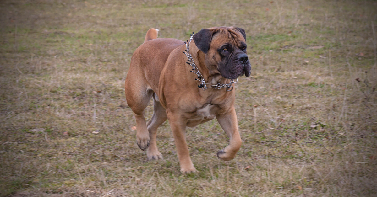 The Colossal South African Boerboel
