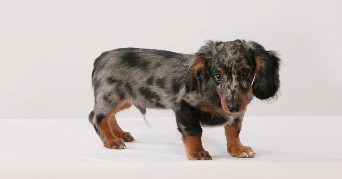 Dachshunds: The Lovable Little Hounds