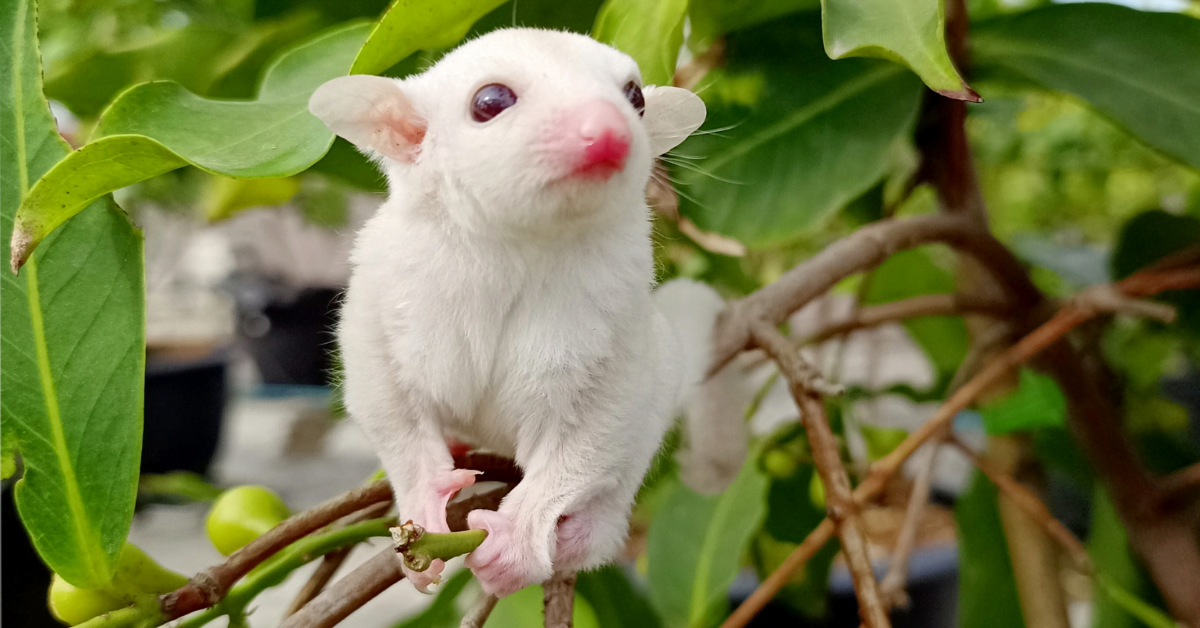 The Sugar Glider - Those Remarkable Little Creatures